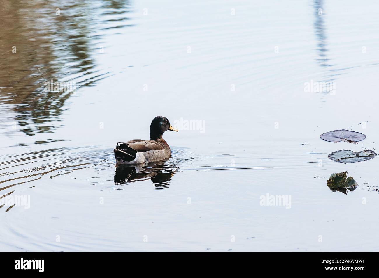 Male Mallard duck floating on a lake Stock Photo - Alamy