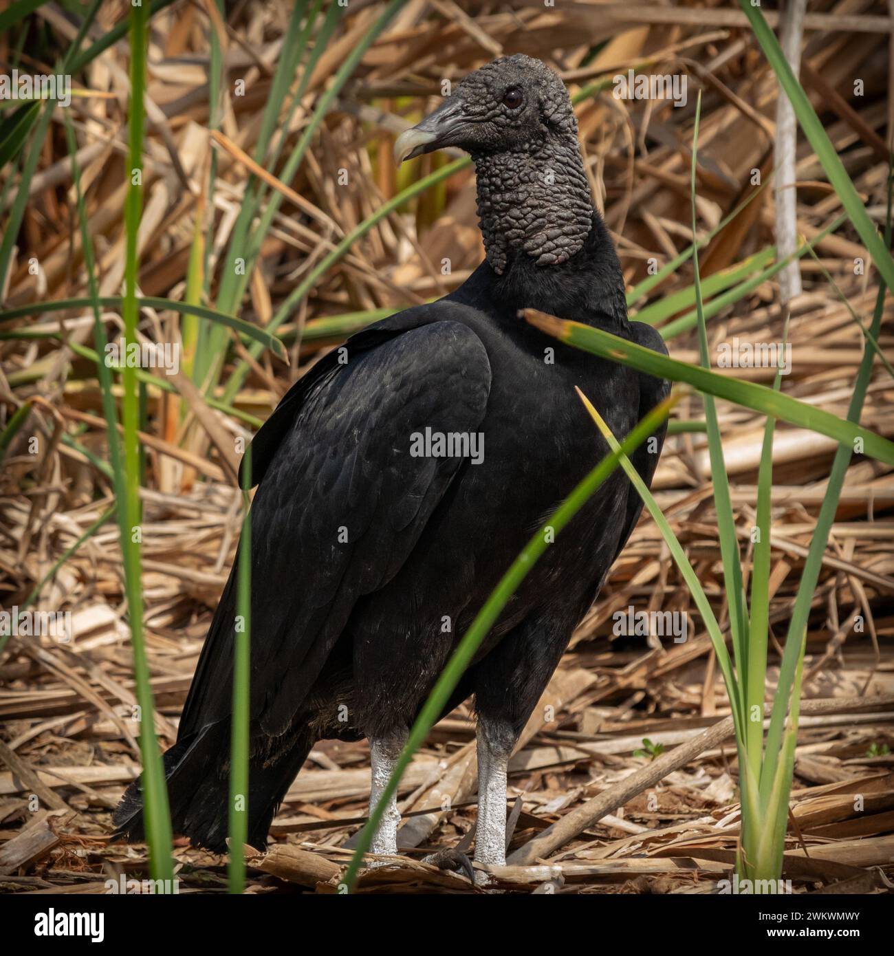 Vulture attack hi-res stock photography and images - Alamy