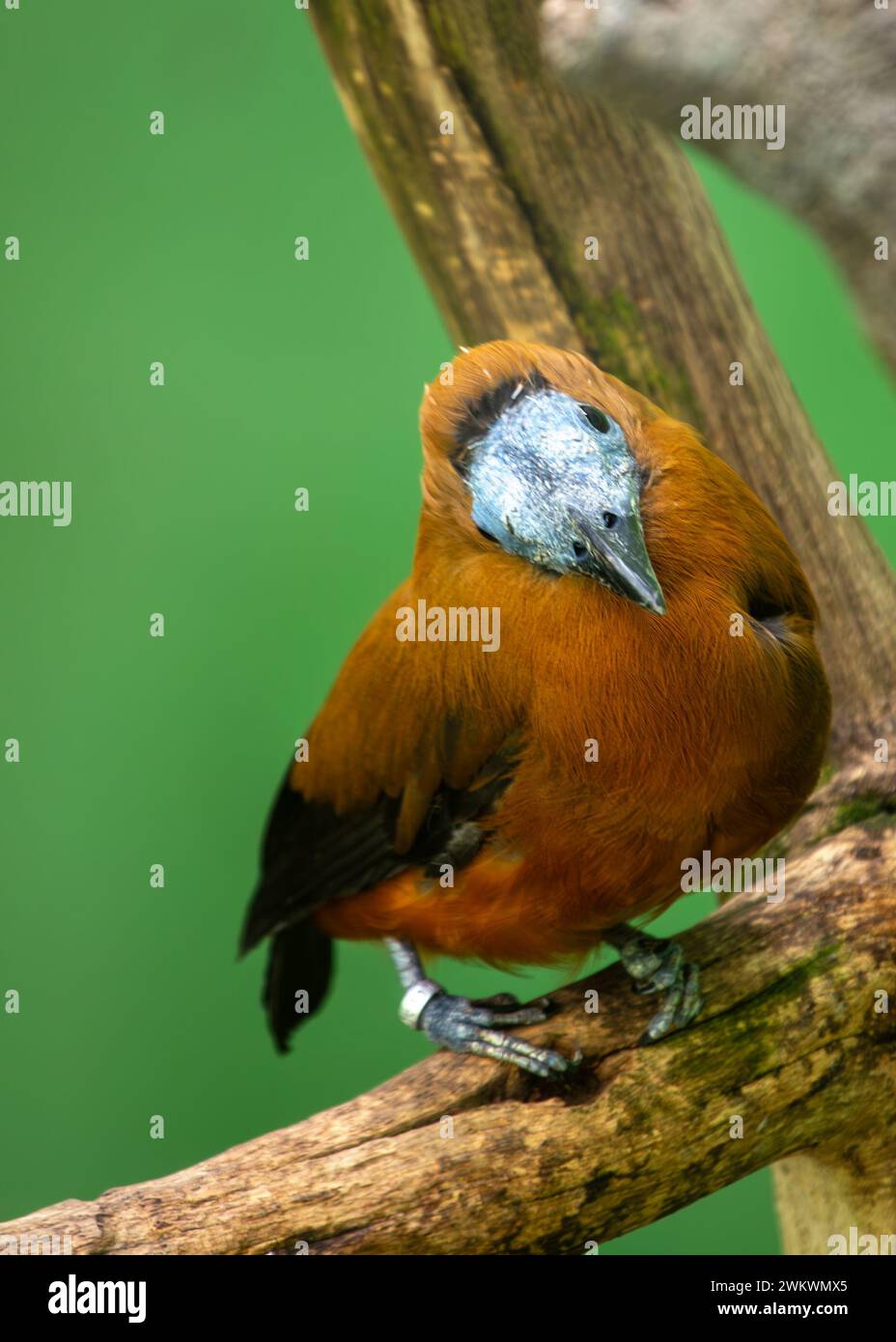 Capuchinbird displays its flamboyant crest in the lush rainforests of ...