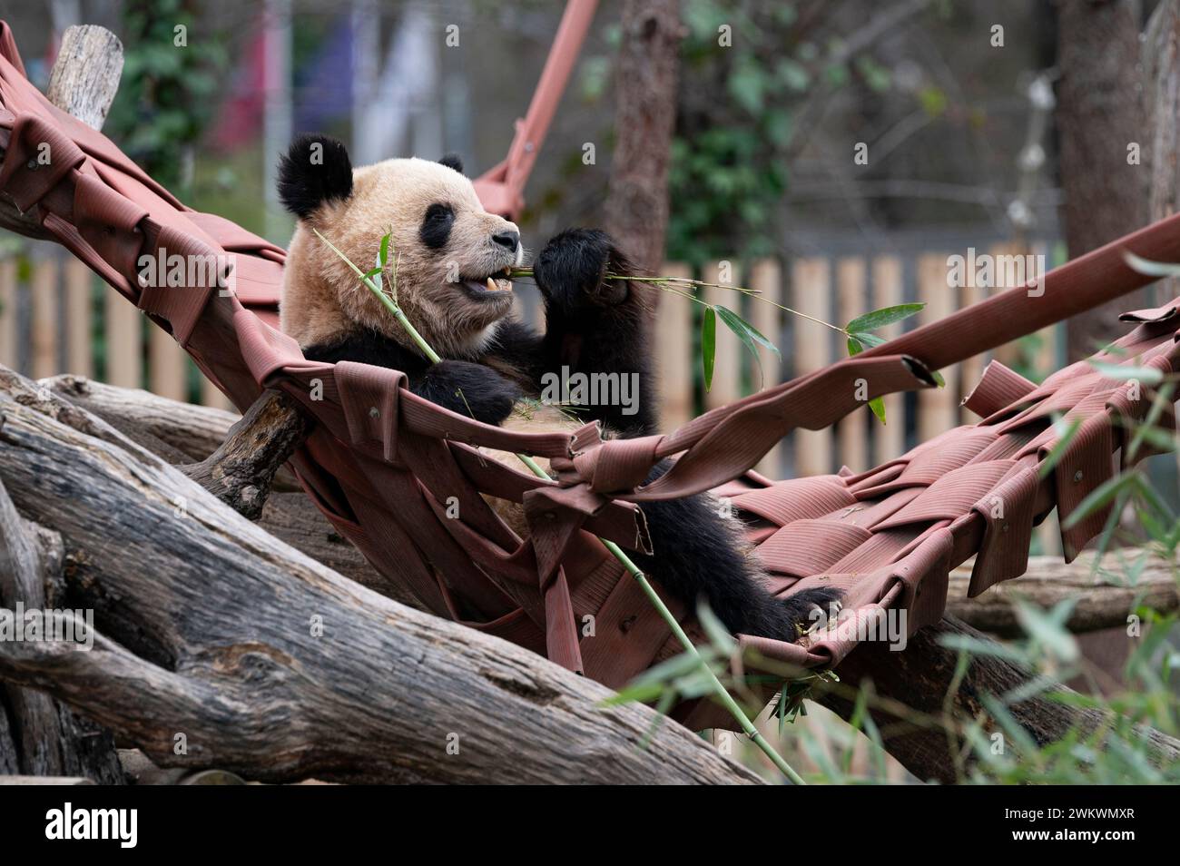 A giant panda seen eating bamboo during an official ceremony at the ...
