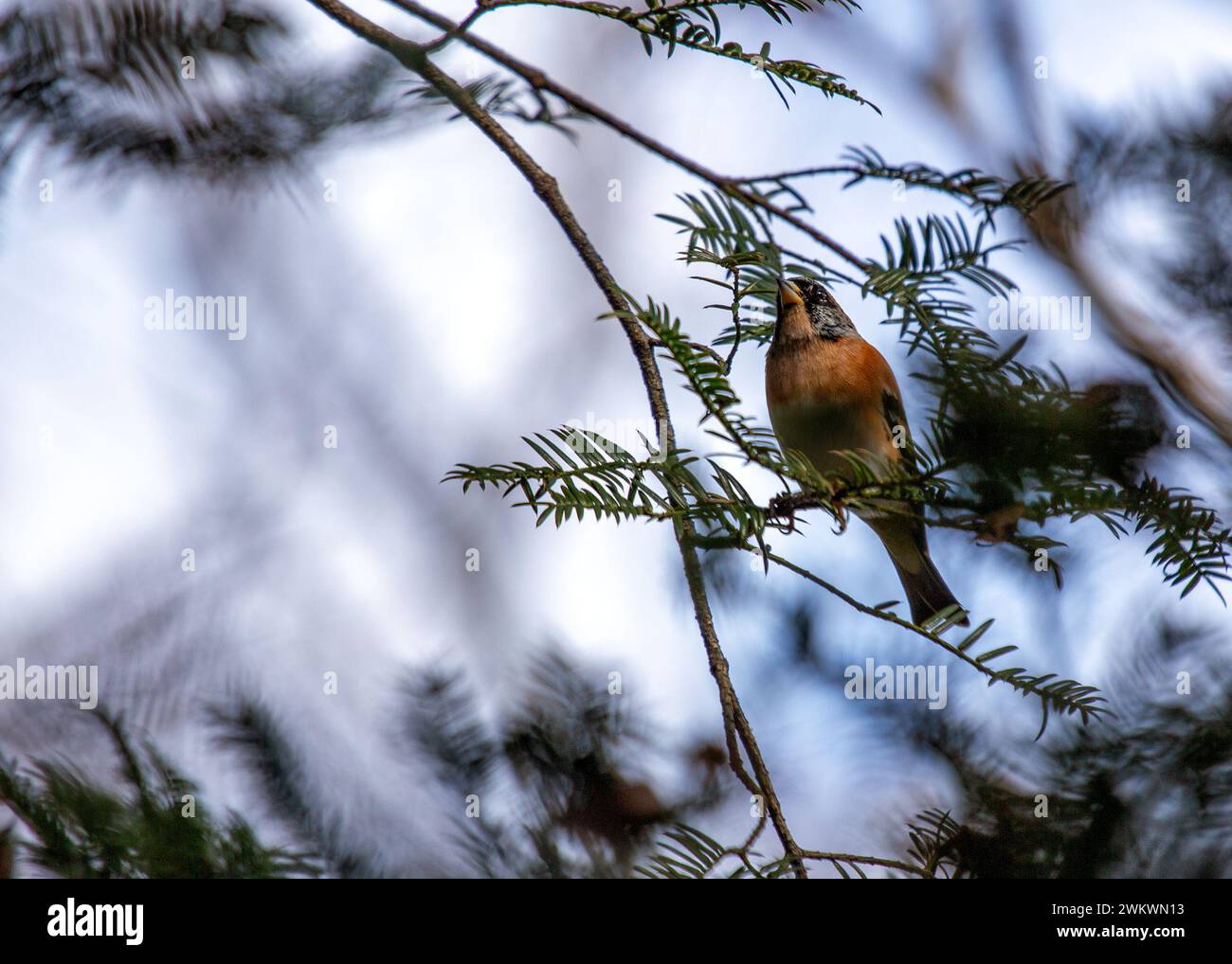 Brambling dazzles in the woodlands of Europe and Asia, its vibrant ...