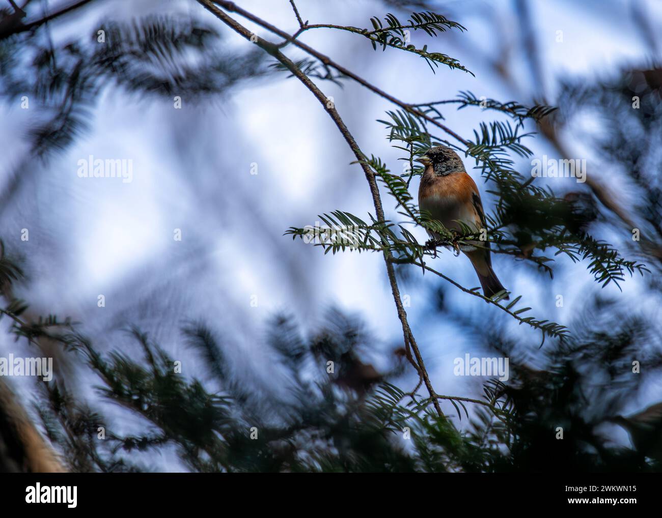 Brambling dazzles in the woodlands of Europe and Asia, its vibrant ...