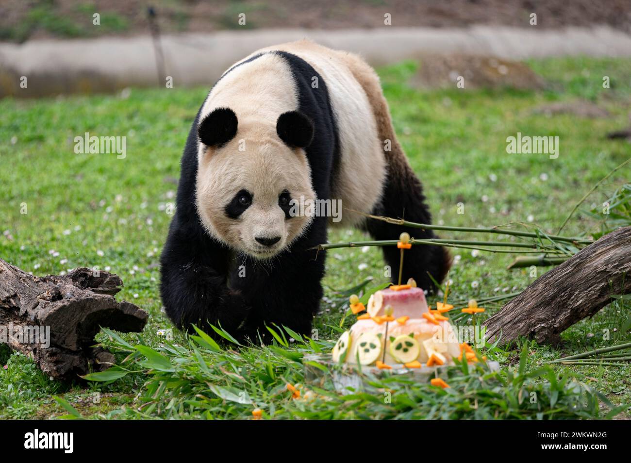 A giant panda seen during an official ceremony at the Madrid Zoo. The ...