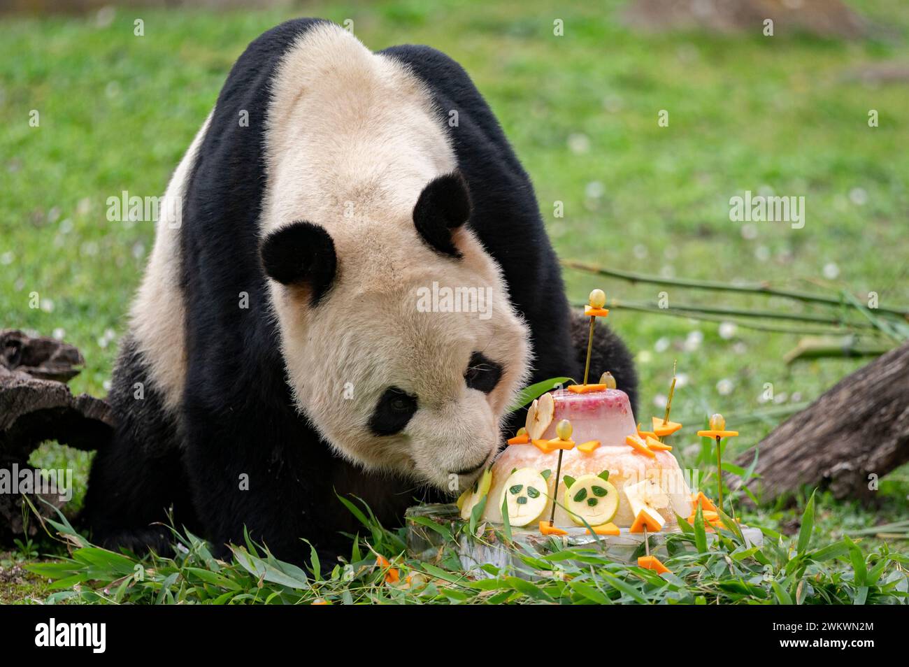 A giant panda seen eating a special cake during an official ceremony at ...
