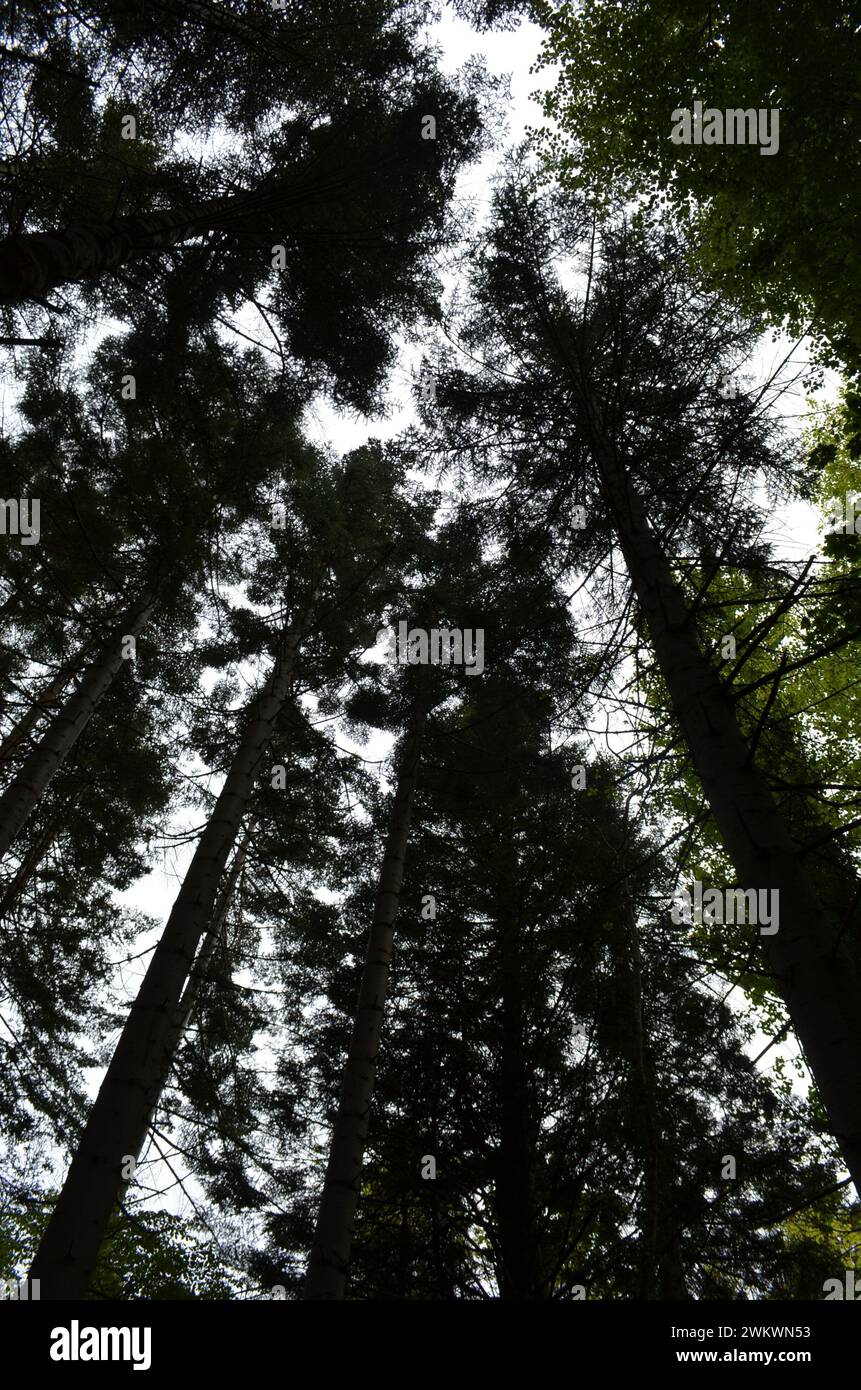 Trees in Ards Forest, Co. Donegal, Ireland Stock Photo - Alamy