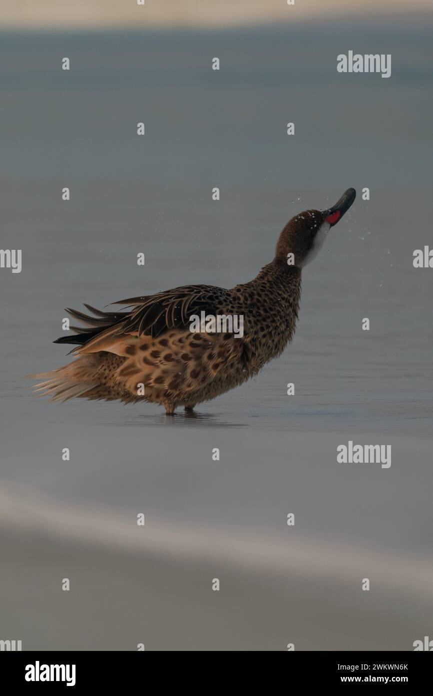 Cute brown duck shaking off water from itself on a lake Stock Photo - Alamy