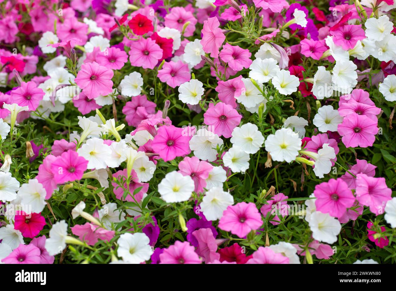 Petunia, petunias mixed colors. Colorful common garden petunias. Family ...