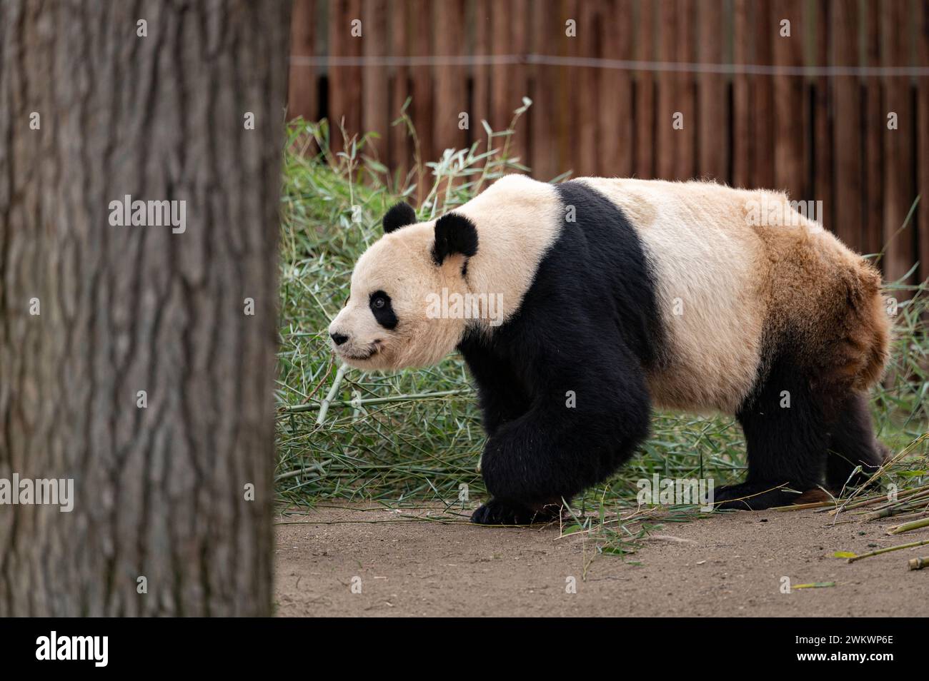 Madrid, Spain. 22nd Feb, 2024. A giant panda seen during an official ...
