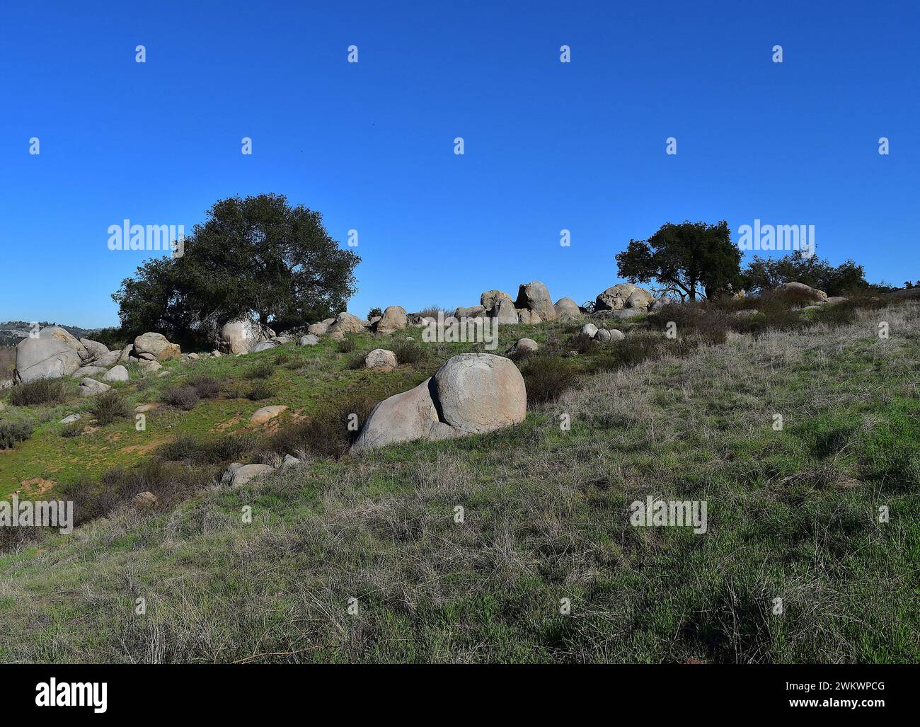 Native oak trees hi-res stock photography and images - Alamy