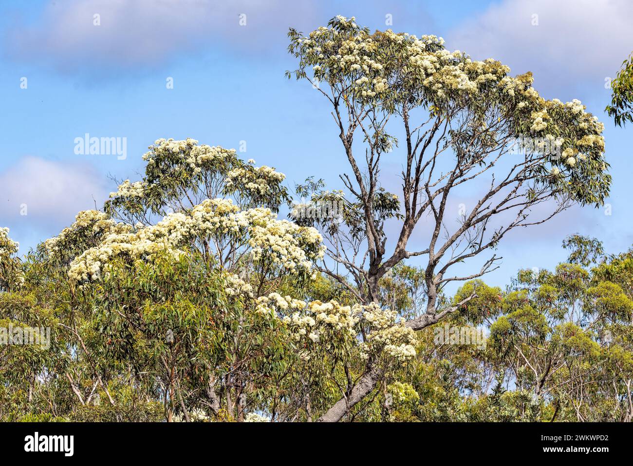 Red Bloodwood Tree in flower Stock Photo - Alamy