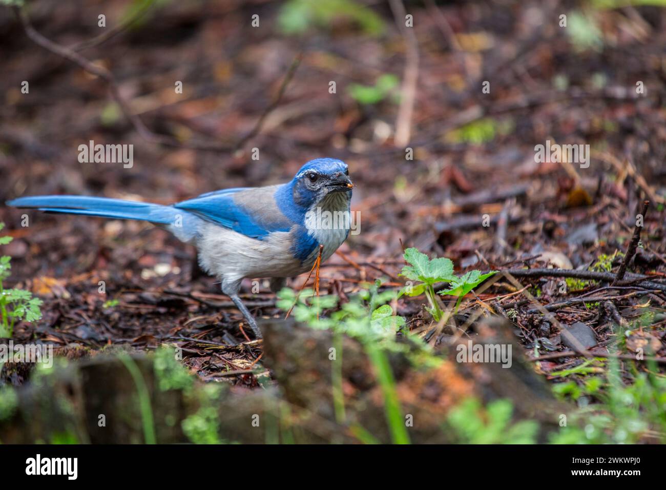 California Scrub jay (Aphelocoma californica) spotted outdoors Stock ...