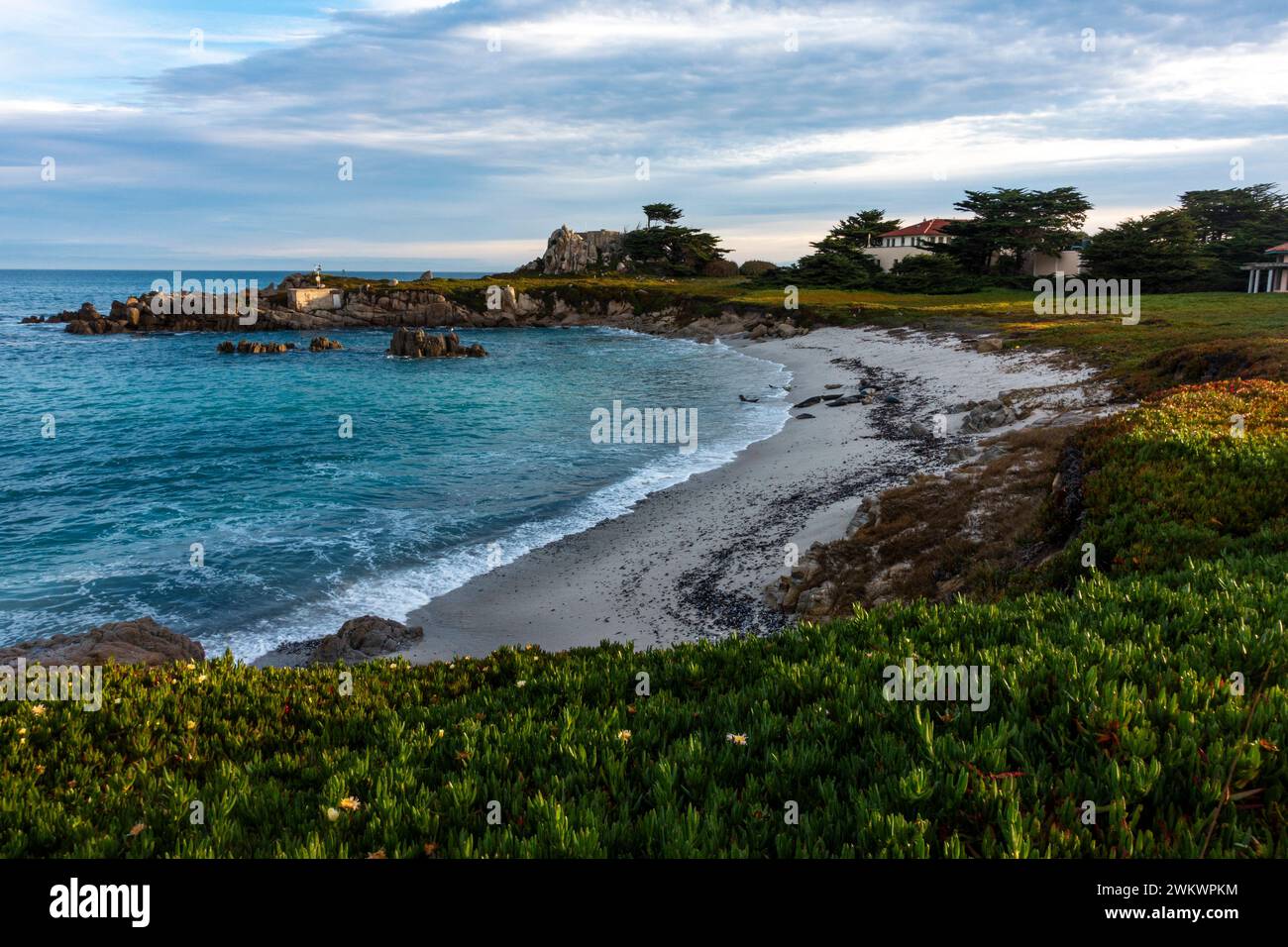 Sea lions lounging on beach at Hopkins Marine Life Refuge; Monterey Bay ...