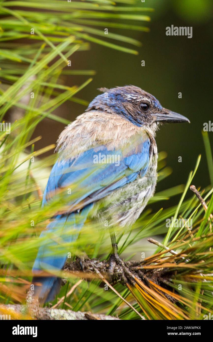 California Scrub jay (Aphelocoma californica) spotted outdoors Stock ...