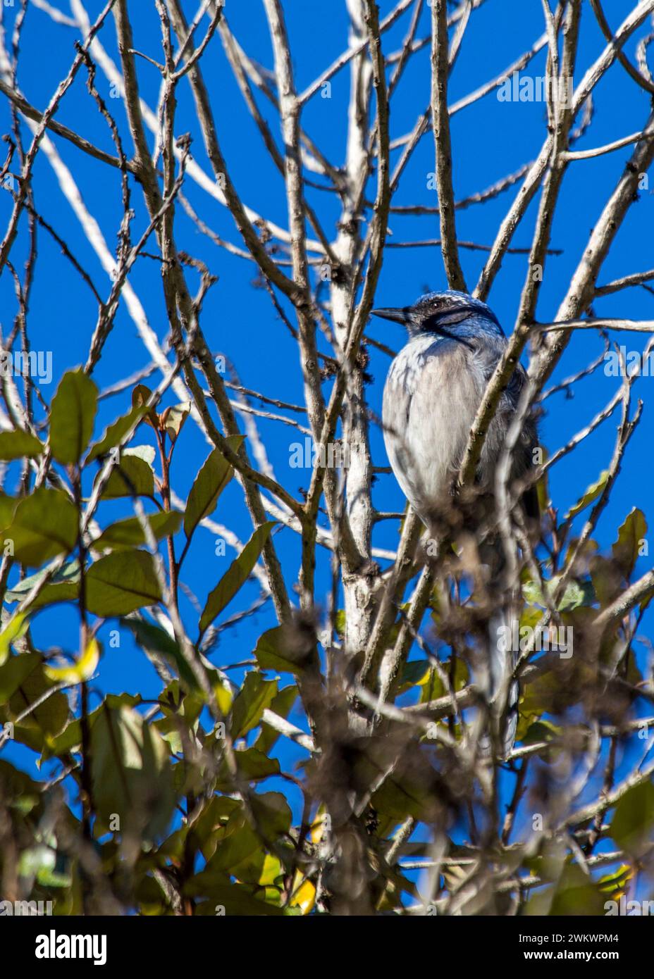 California Scrub jay (Aphelocoma californica) spotted outdoors Stock ...