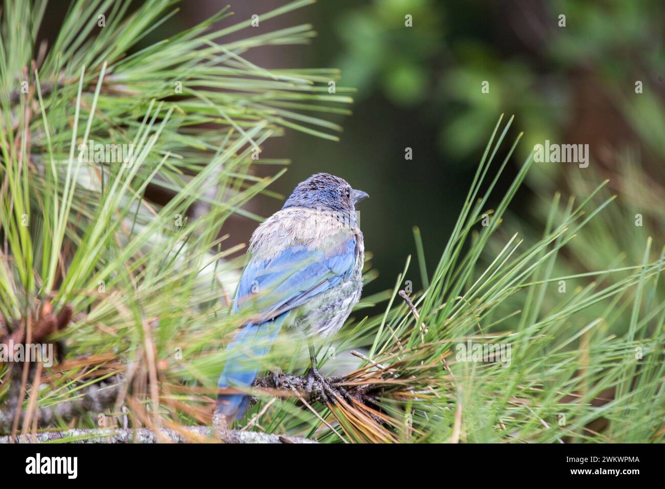 California Scrub jay (Aphelocoma californica) spotted outdoors Stock ...