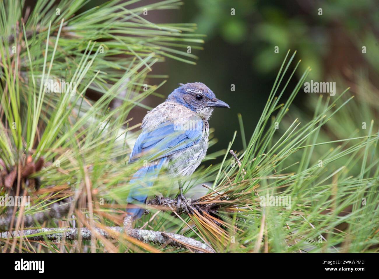 California Scrub jay (Aphelocoma californica) spotted outdoors Stock ...