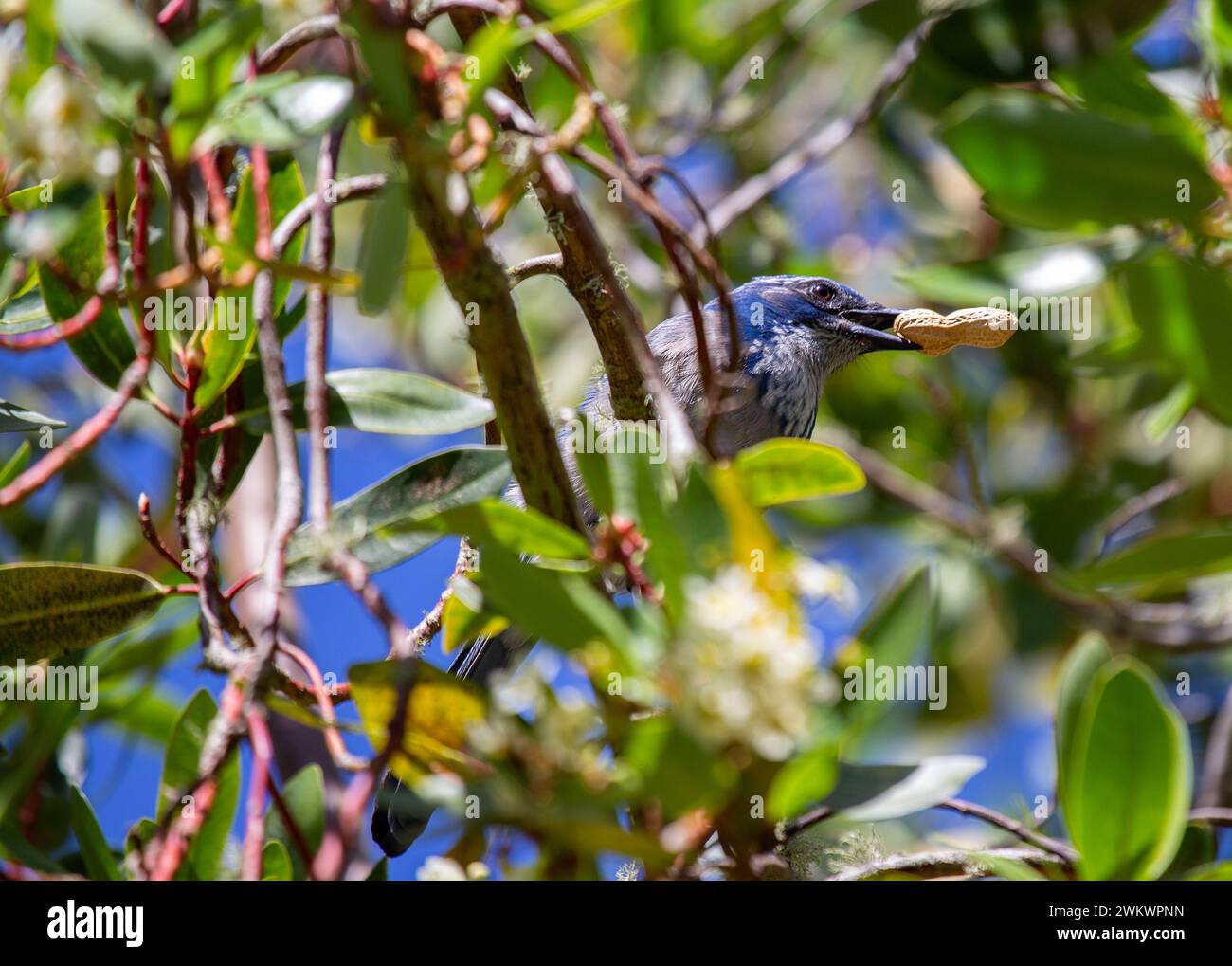 The Western Scrub Jay, native to western North America, is a striking ...
