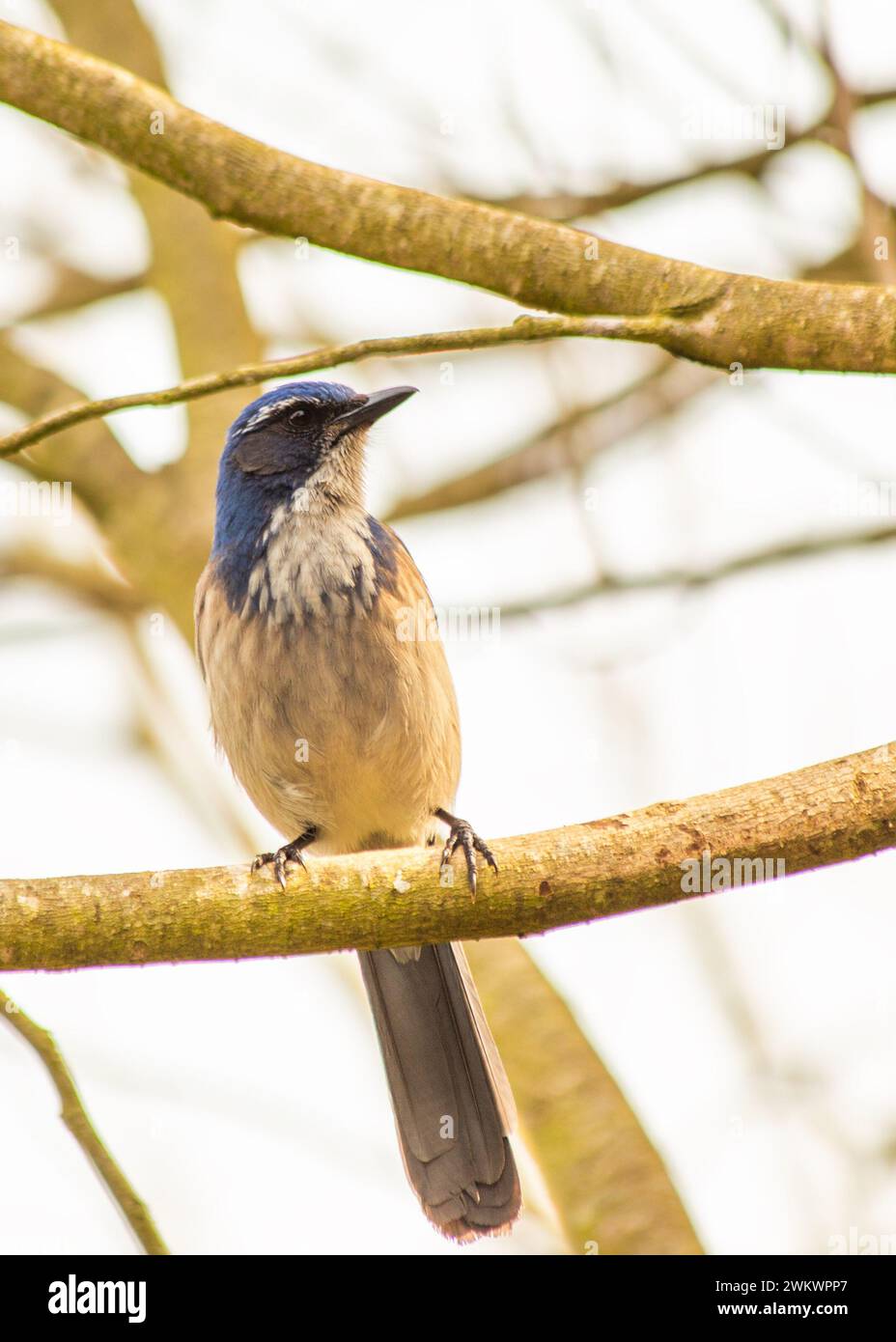 The Western Scrub Jay, native to western North America, is a striking ...