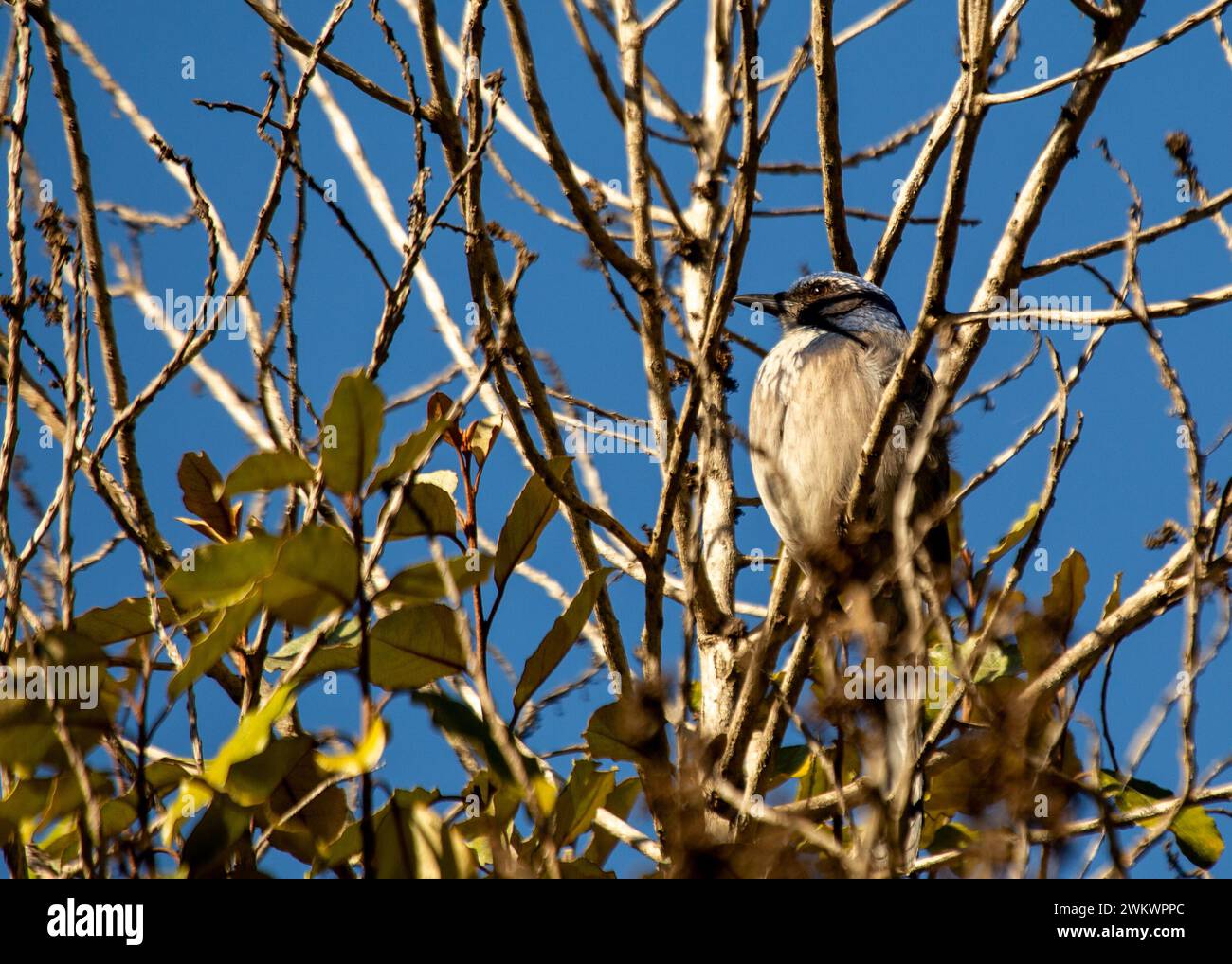 The Western Scrub Jay, native to western North America, is a striking ...