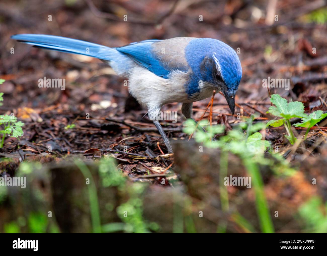 The Western Scrub Jay, native to western North America, is a striking ...