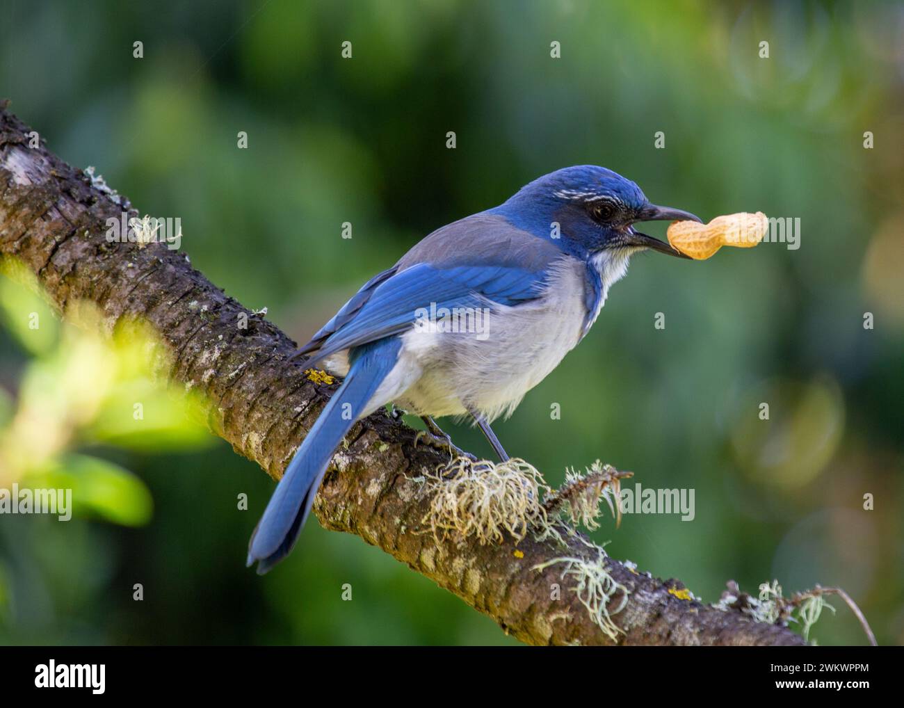 The Western Scrub Jay, native to western North America, is a striking ...