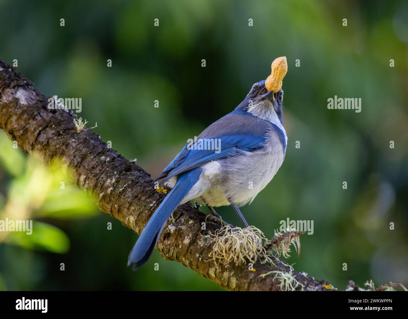 The Western Scrub Jay, native to western North America, is a striking ...