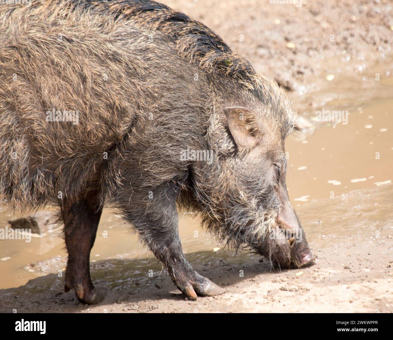 Wild Boar spotted in the wild in Africa Stock Photo - Alamy