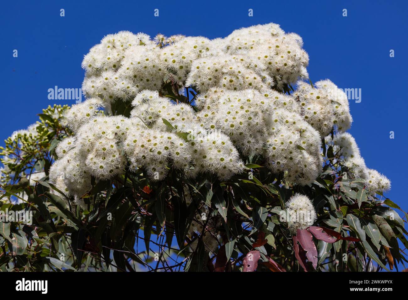 Bloodwood tree hi-res stock photography and images - Alamy