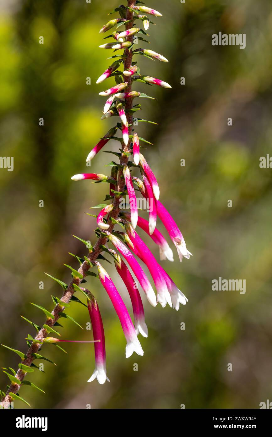 Native fuchsia plant hi-res stock photography and images - Alamy