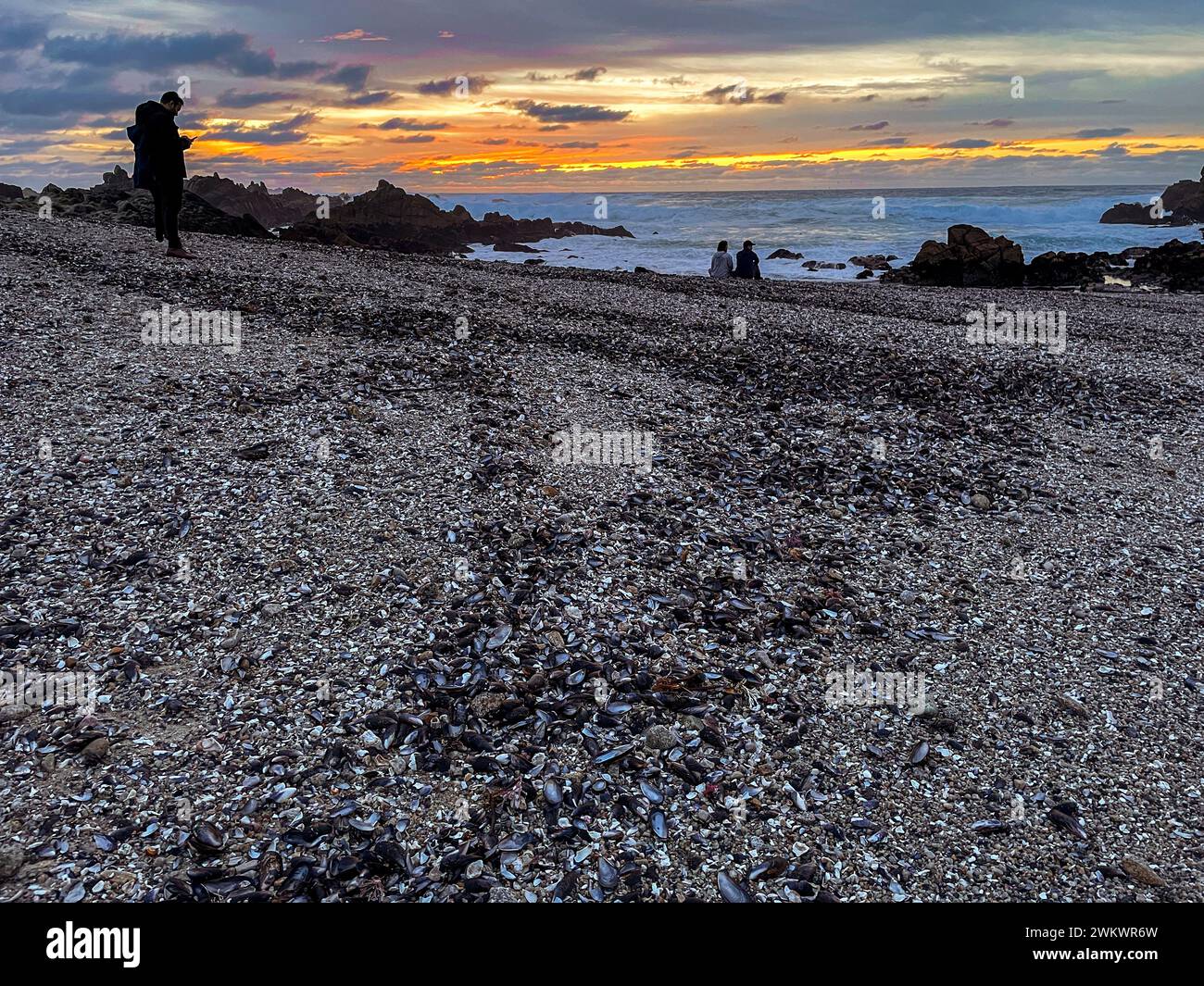 Raising water temperature cooks mussels in their shells in the tide ...