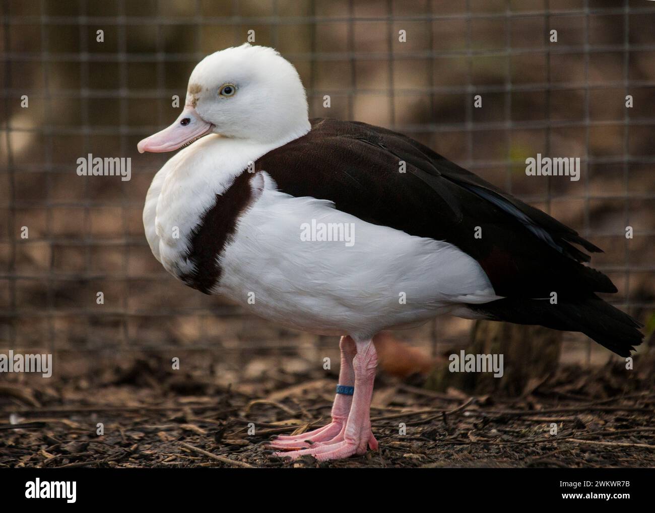 Male radjah shelduck hi-res stock photography and images - Alamy