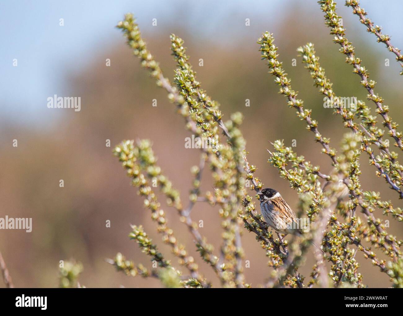 Reed Bunting spotted outside in Bull Island, Dublin, Ireland Stock ...