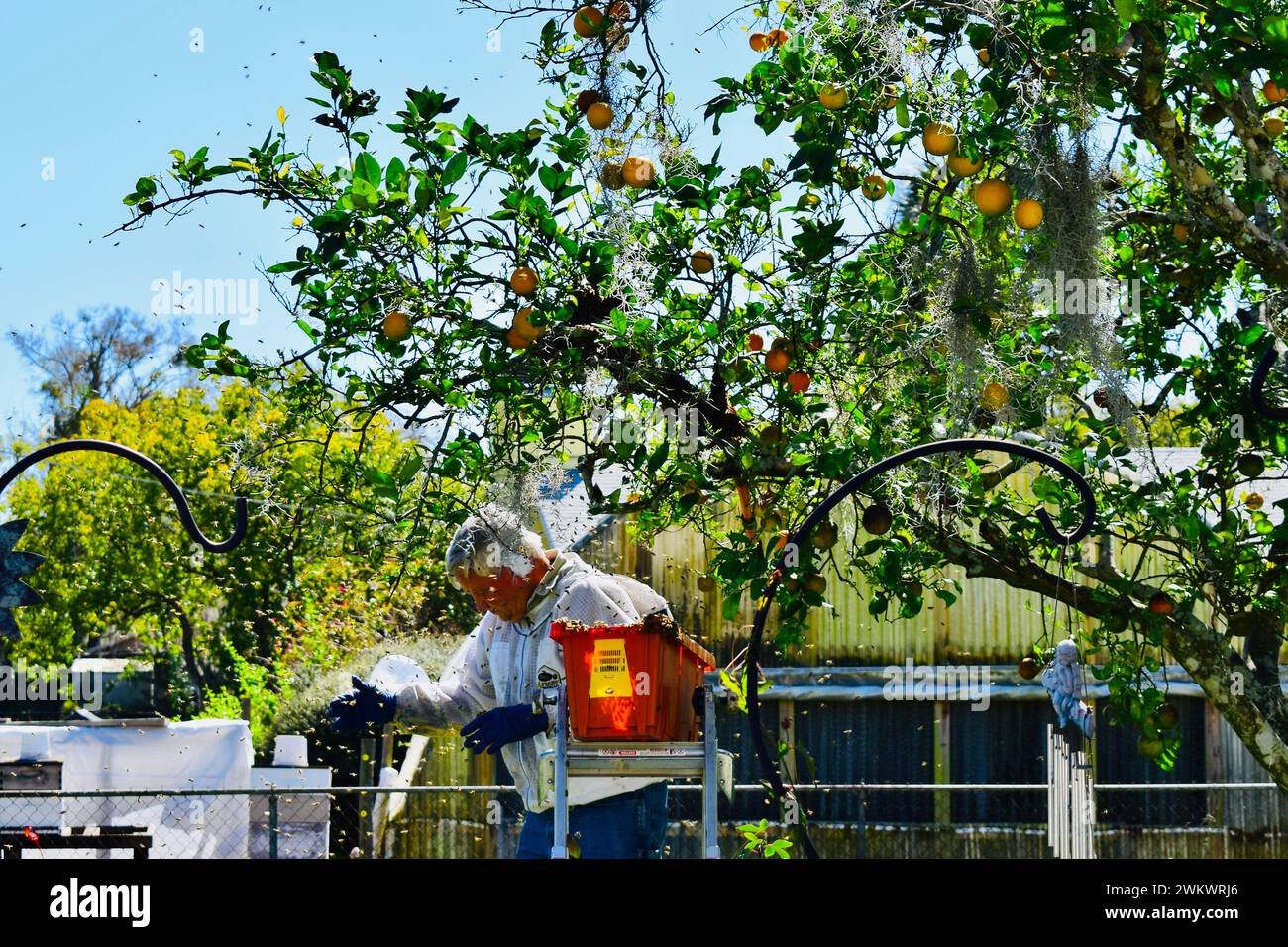 Honey bees swarming hi-res stock photography and images - Alamy