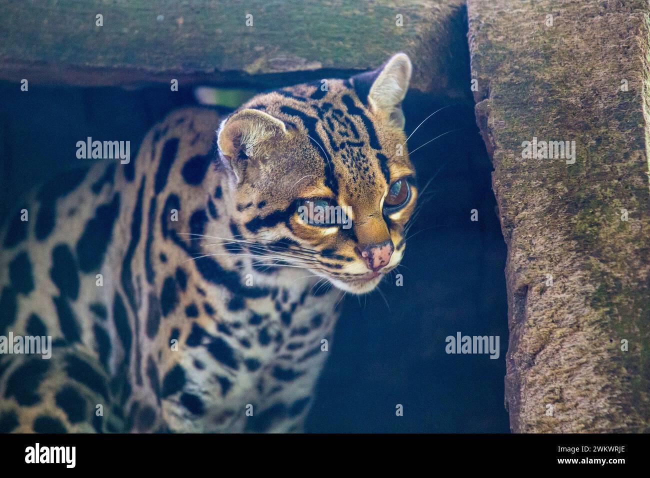 Tree Ocelot (Leopardus wiedii) spotted outdoors Stock Photo - Alamy