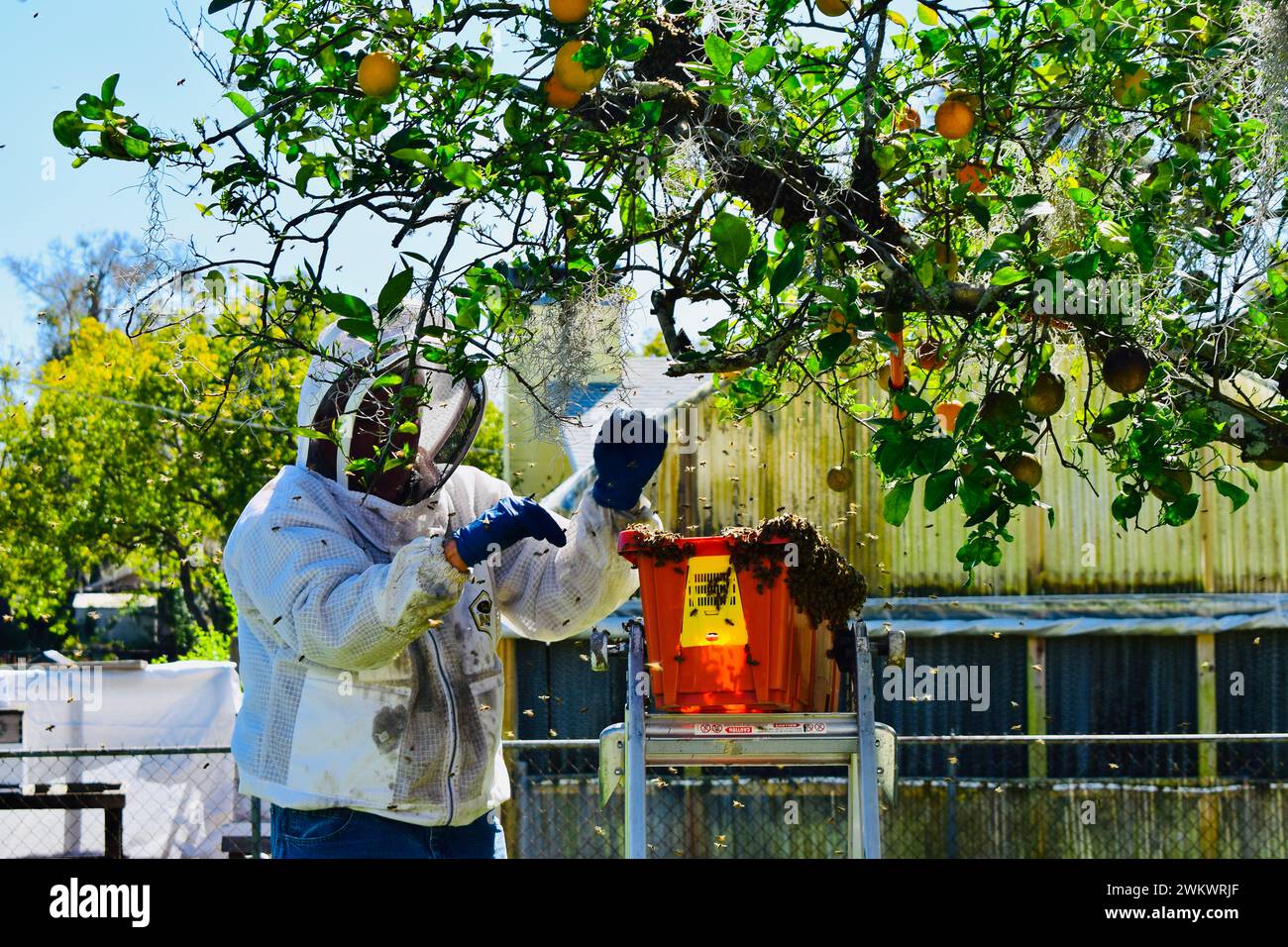 Worker bees and queen hi-res stock photography and images - Alamy