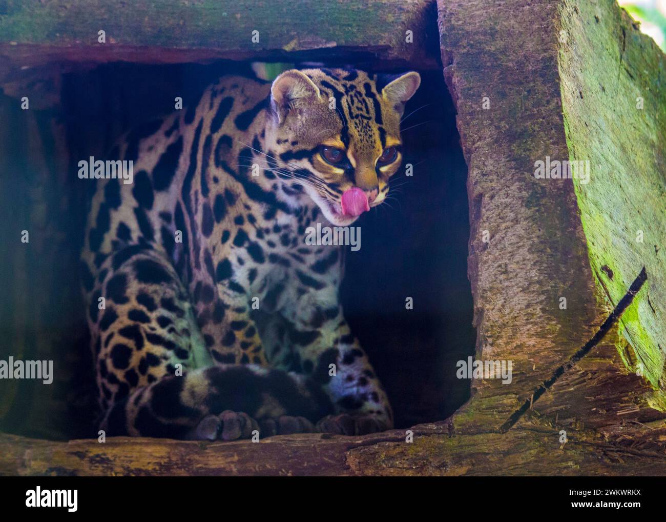Tree Ocelot (Leopardus wiedii) spotted outdoors Stock Photo - Alamy
