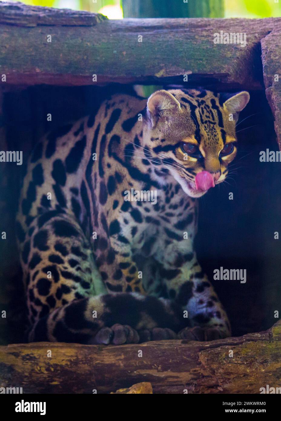 Tree Ocelot (Leopardus wiedii) spotted outdoors Stock Photo - Alamy