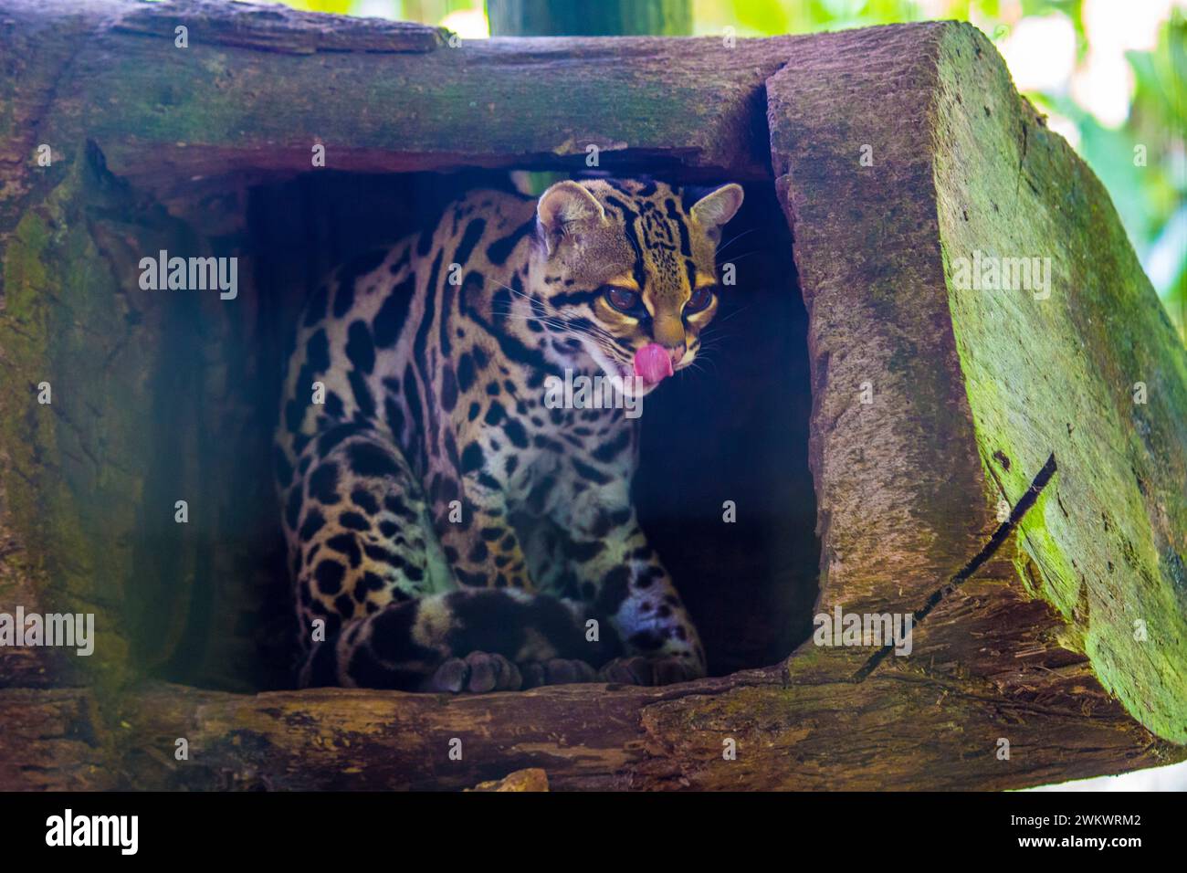 Tree Ocelot (Leopardus wiedii) spotted outdoors Stock Photo - Alamy