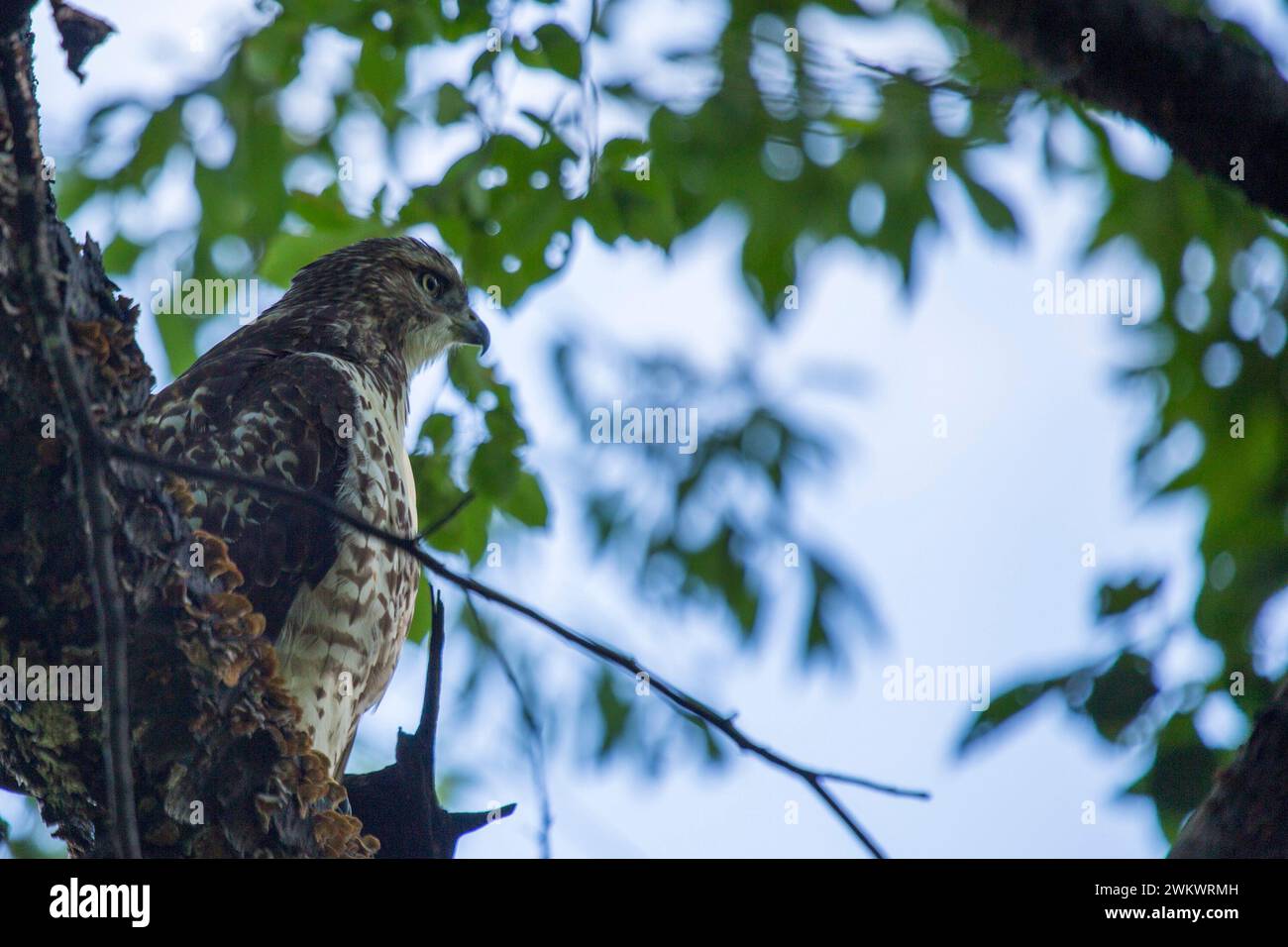 Northern Harrier (Circus cyaneus) spotted in Central Park, New York Stock Photo - Alamy