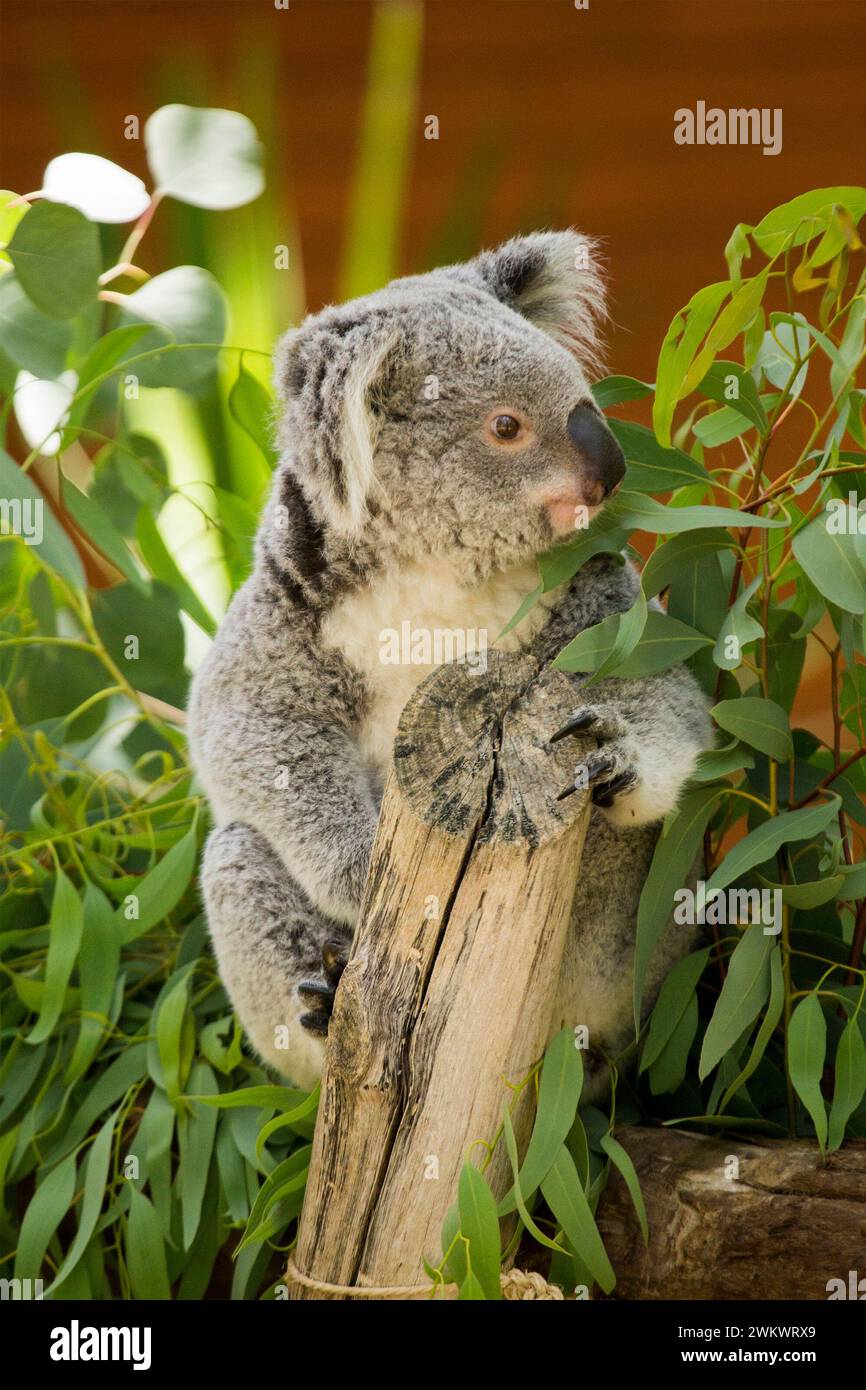 Koala (Phascolarctos cinereus) spotted outdoors in the wild Stock Photo ...