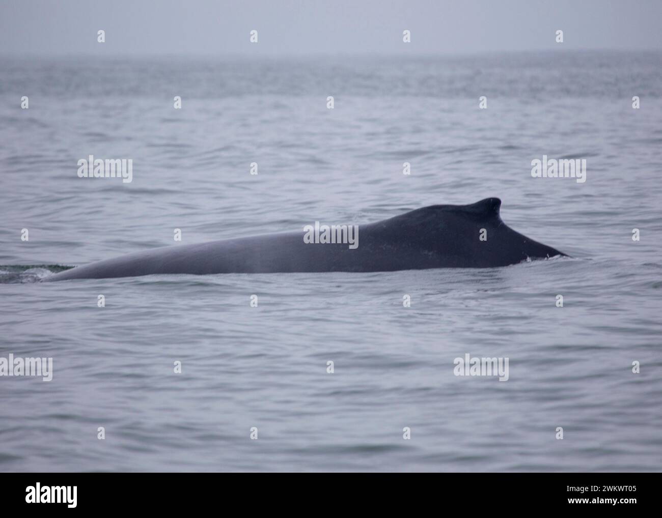 Humpback Whale (Megaptera novaeangliae) spotted in San Francisco Bay ...