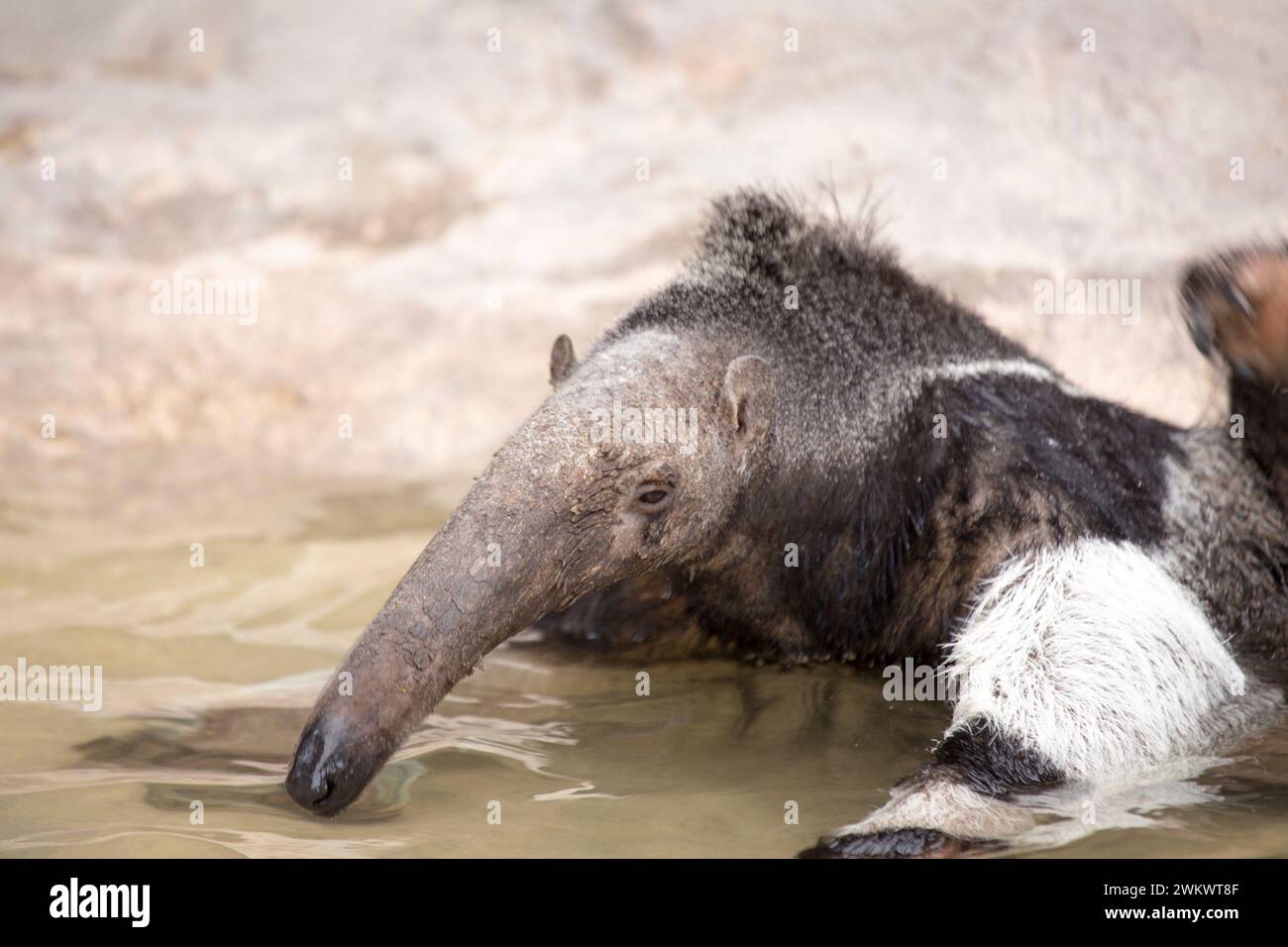 Giant Anteater (Myrmecophaga tridactyla) spotted outdoors in wild Stock ...