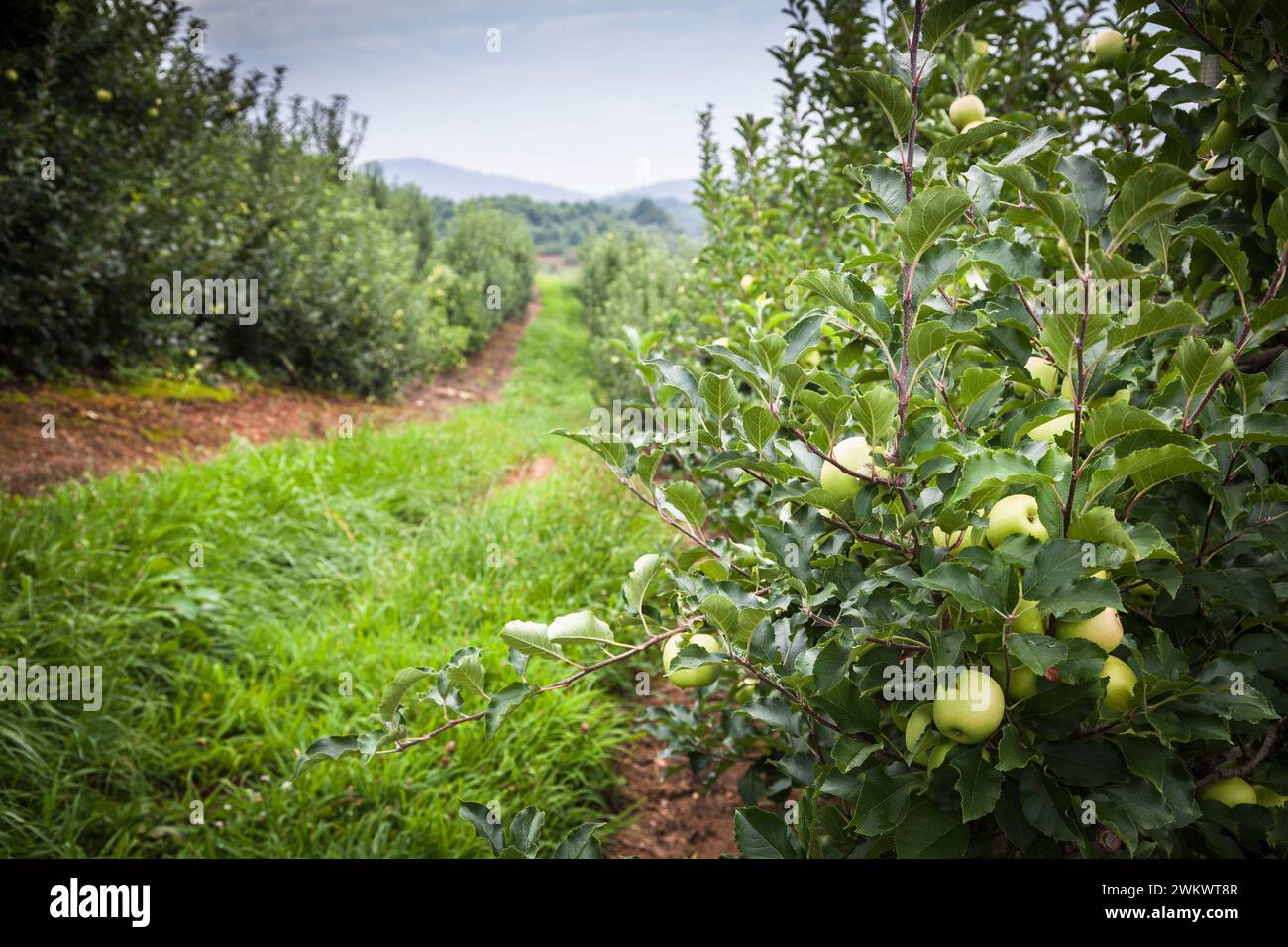 Apple orchard, Blue Ridge, Georgia, USA Stock Photo - Alamy