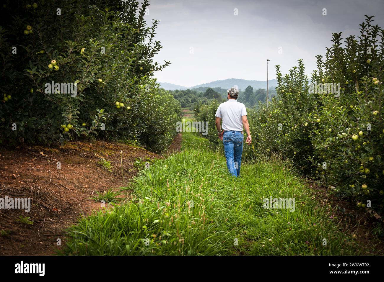 Man walking on an apple orchard, Blue Ridge, Georgia, USA Stock Photo ...
