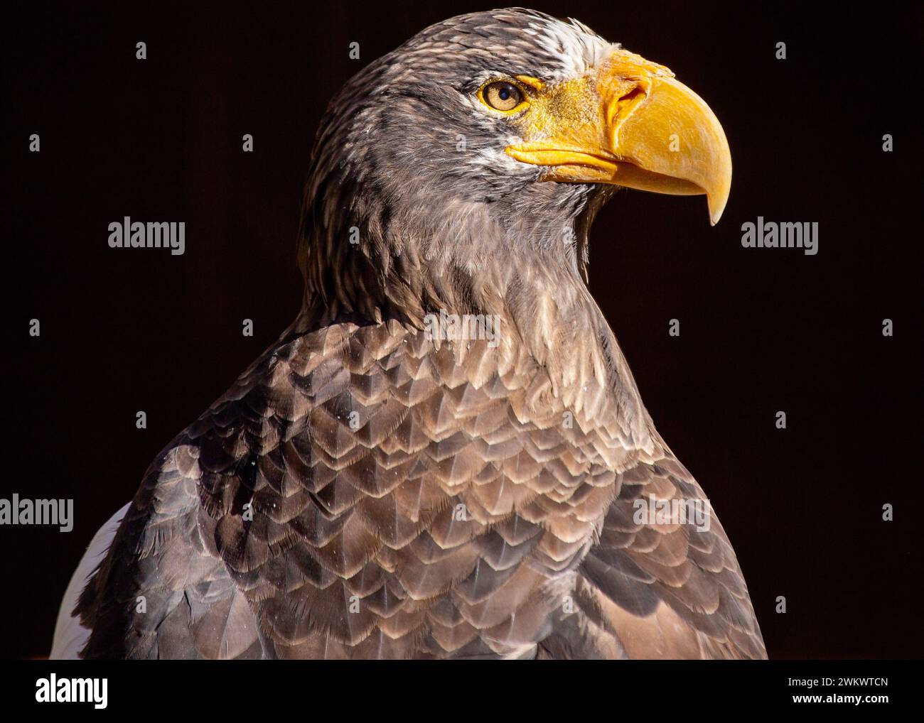 Majestic Steller's Sea Eagle, native to northeastern Asia, is a ...