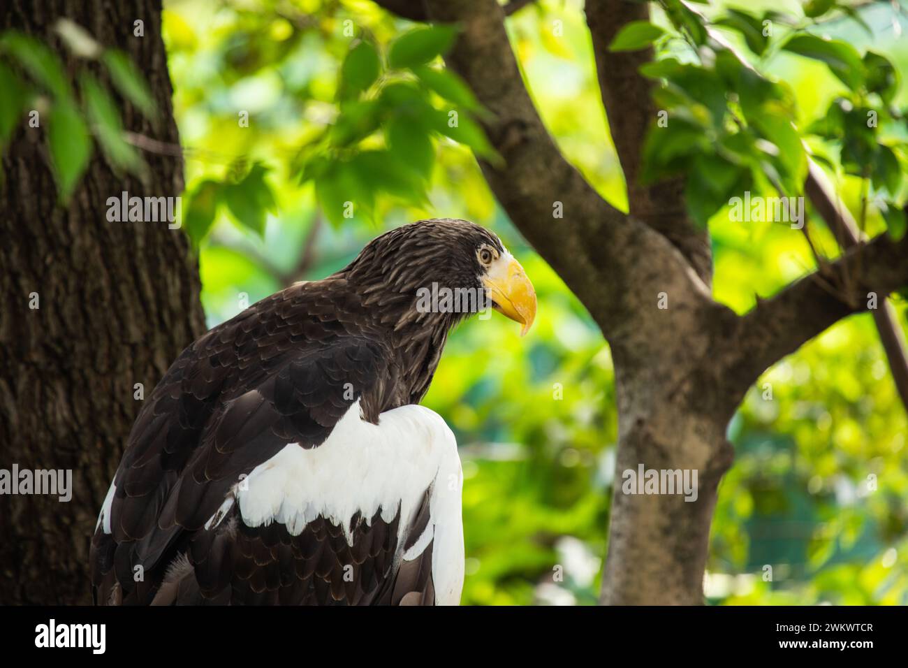 Majestic Steller's Sea Eagle, native to northeastern Asia, is a ...