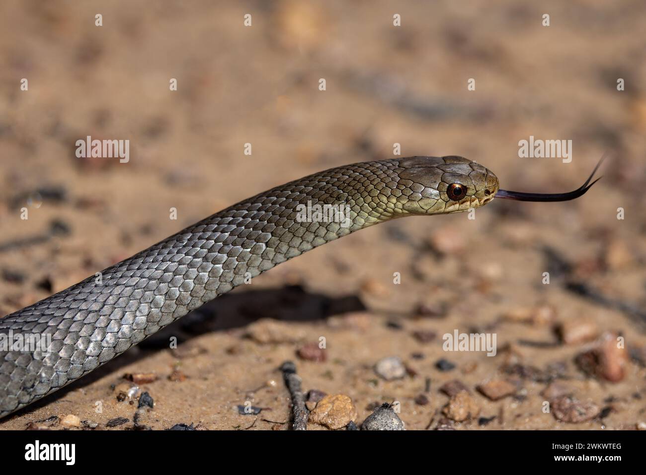 Australian Swamp snake flickering it's tongue Stock Photo - Alamy