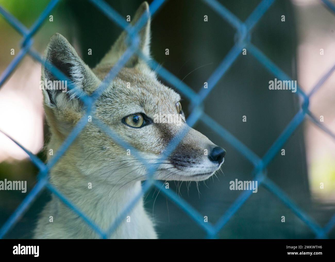 One spotted fox hi-res stock photography and images - Alamy