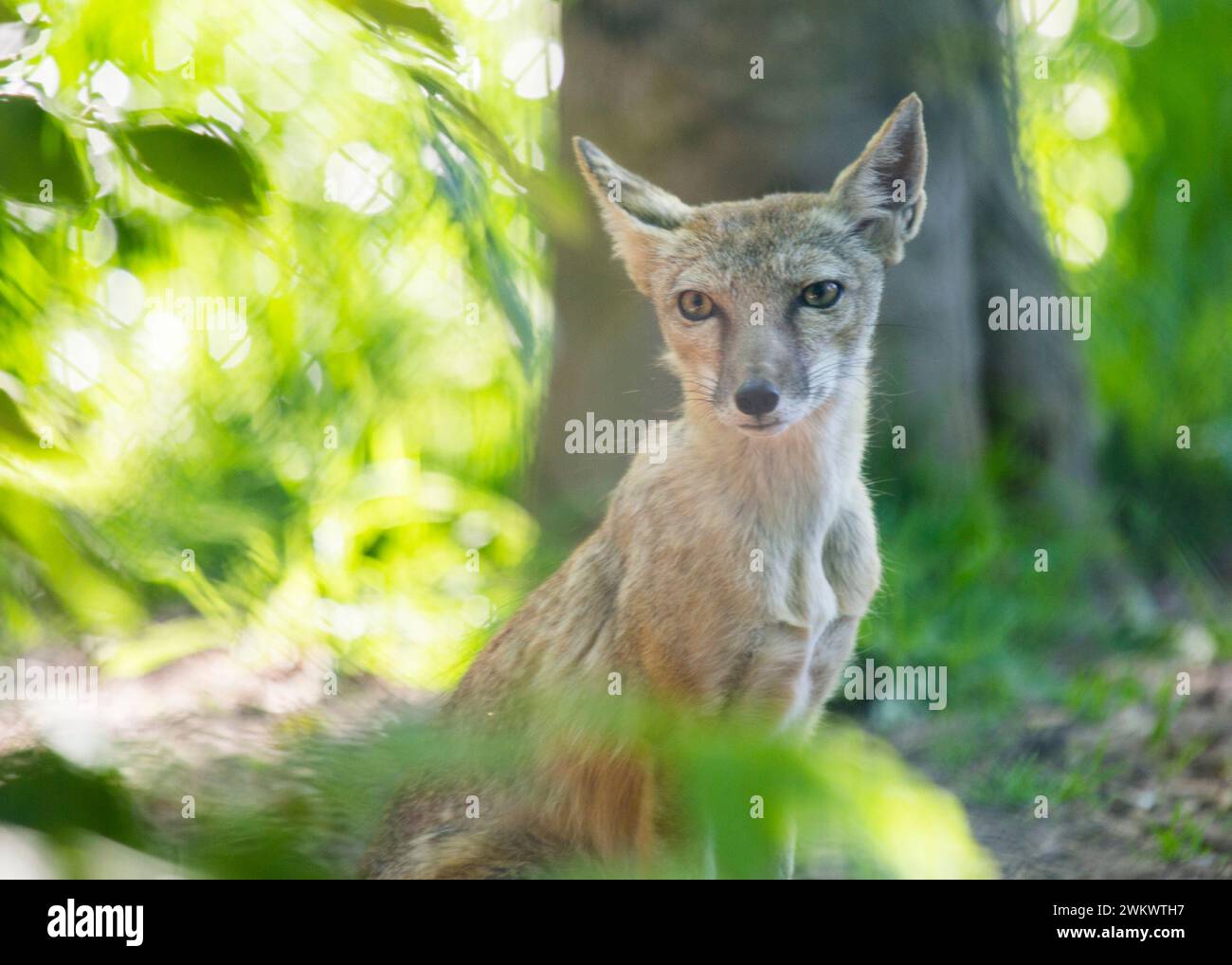 One spotted fox hi-res stock photography and images - Alamy