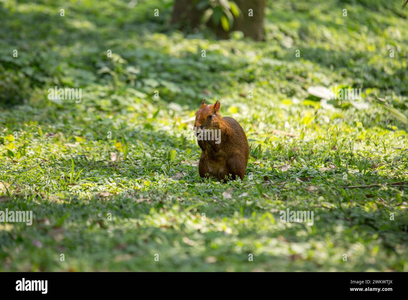 Central American agouti (Dasyprocta punctata) spotted in El Salvador ...
